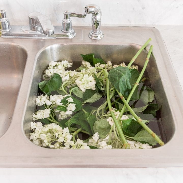 How to Revive Hydrangeas: How To Quickly Stop Wilting Hydrangeas