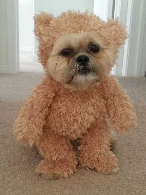 60+ Hilarious and Adorable Cat and Dog Halloween Costumes