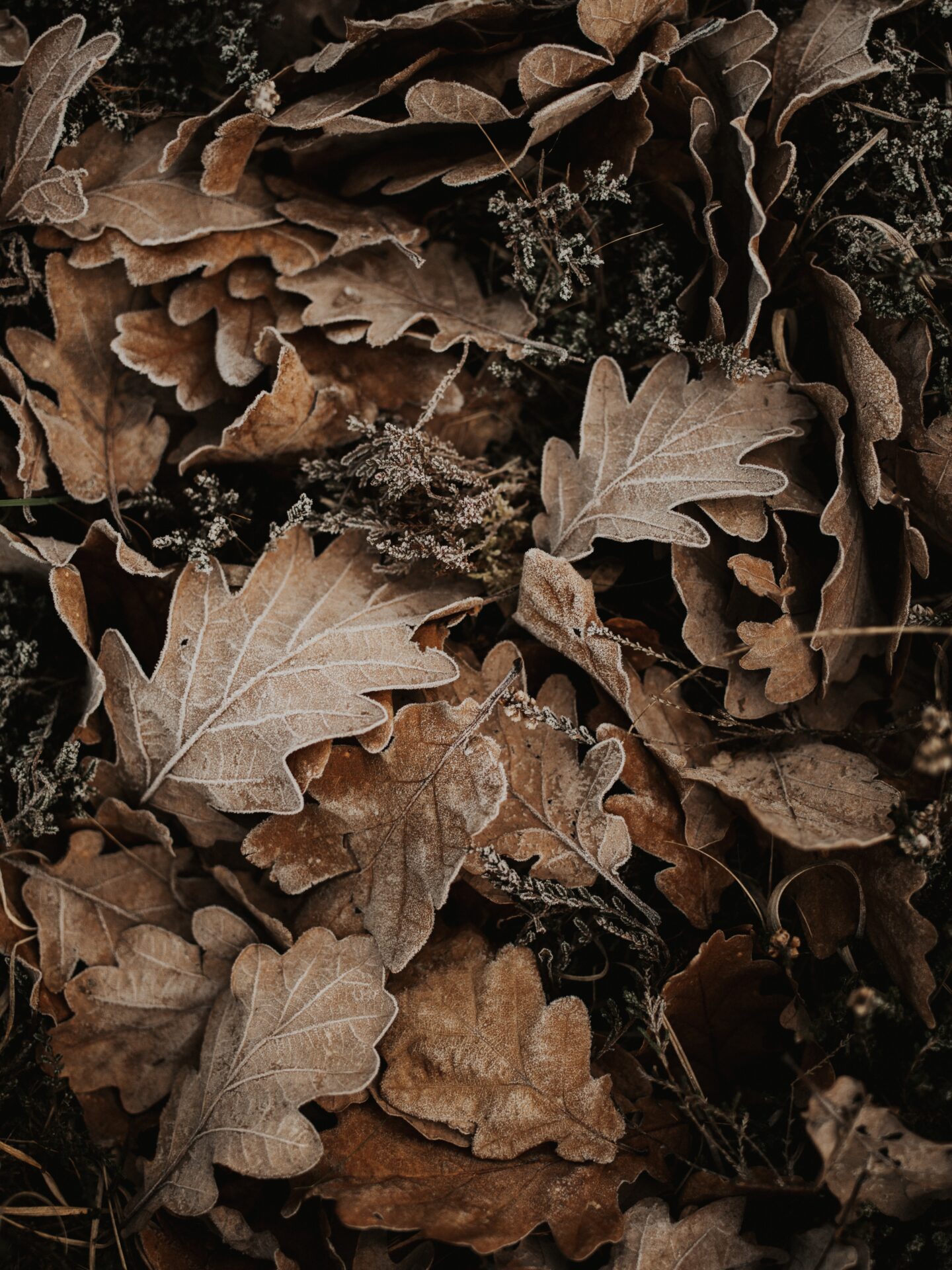 50+ FREE Fall Wallpaper & Autumn Wallpaper Options For Your iPhone