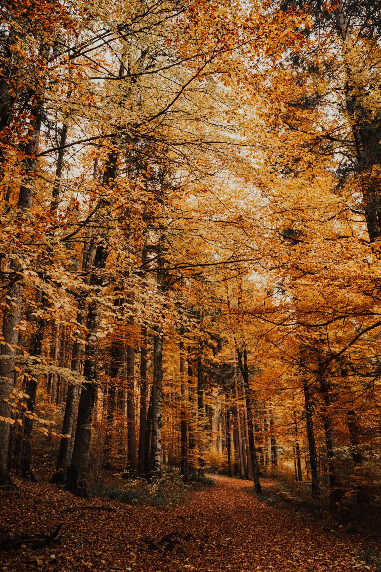 50+ FREE Fall Wallpaper & Autumn Wallpaper Options For Your iPhone