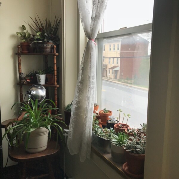 55+ Plant Decor Ideas For A Vibrant Home