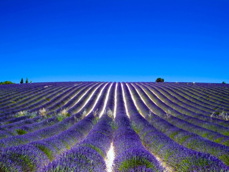 32 Gorgeous Lavender Fields You Should Add To Your Bucket List