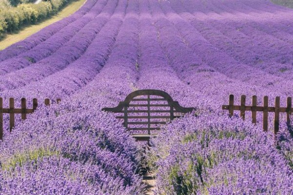 32 Gorgeous Lavender Fields You Should Add To Your Bucket List