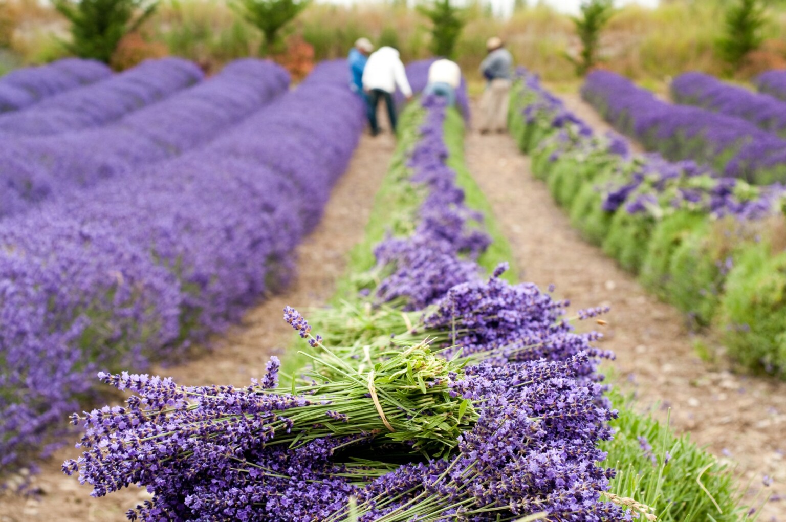 32 Gorgeous Lavender Fields You Should Add To Your Bucket List