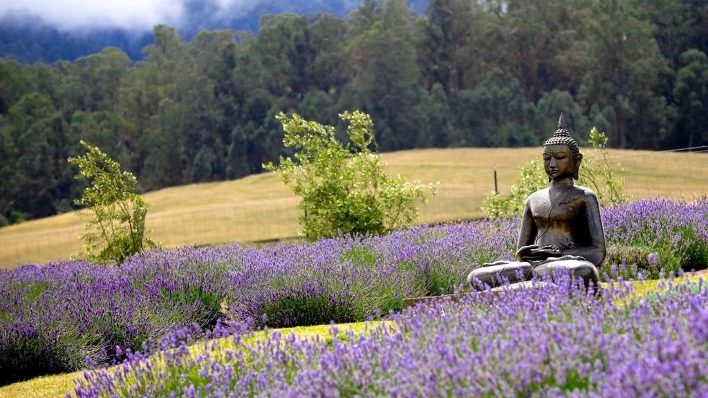 32 Gorgeous Lavender Fields You Should Add To Your Bucket List