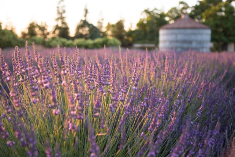 32 Gorgeous Lavender Fields You Should Add To Your Bucket List
