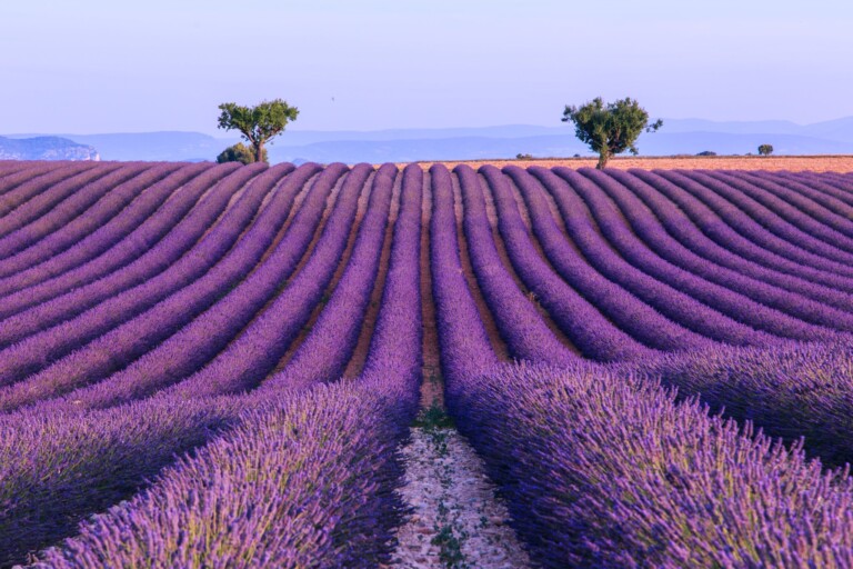 32 Gorgeous Lavender Fields You Should Add To Your Bucket List