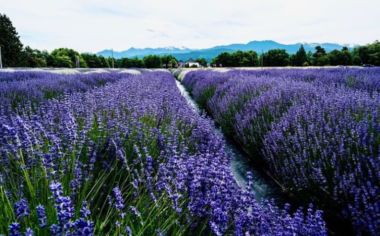 32 Gorgeous Lavender Fields You Should Add To Your Bucket List