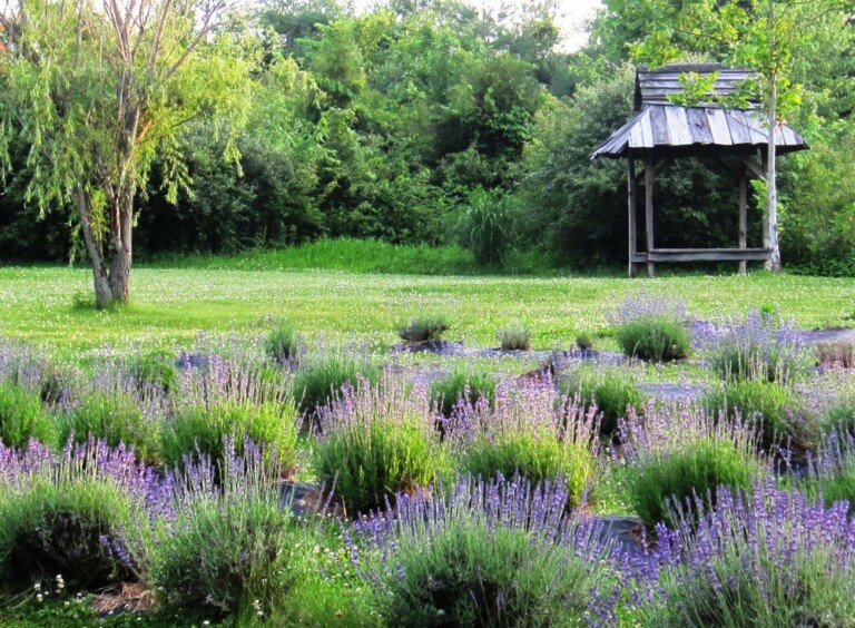 32 Gorgeous Lavender Fields You Should Add To Your Bucket List