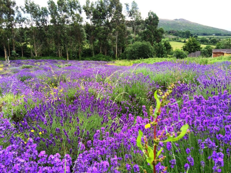 32 Gorgeous Lavender Fields You Should Add To Your Bucket List