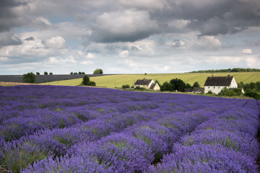 32 Gorgeous Lavender Fields You Should Add To Your Bucket List