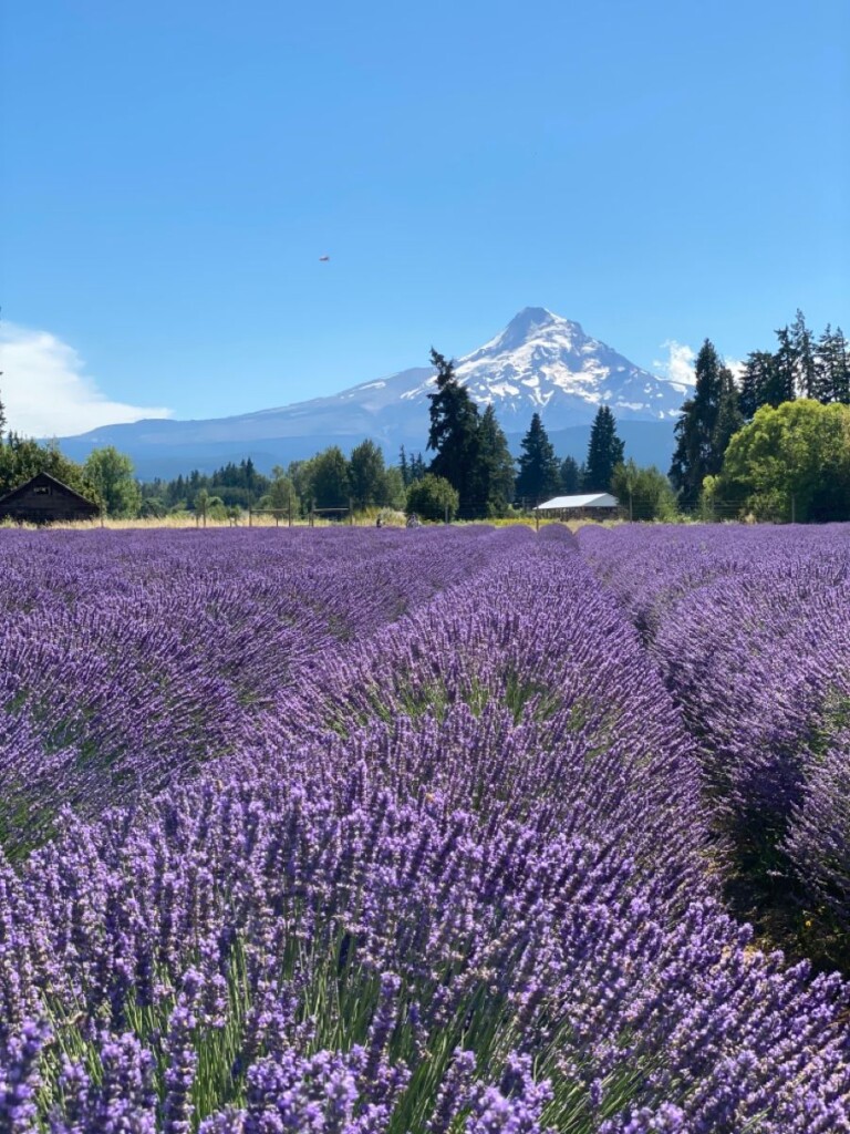 32 Gorgeous Lavender Fields You Should Add To Your Bucket List