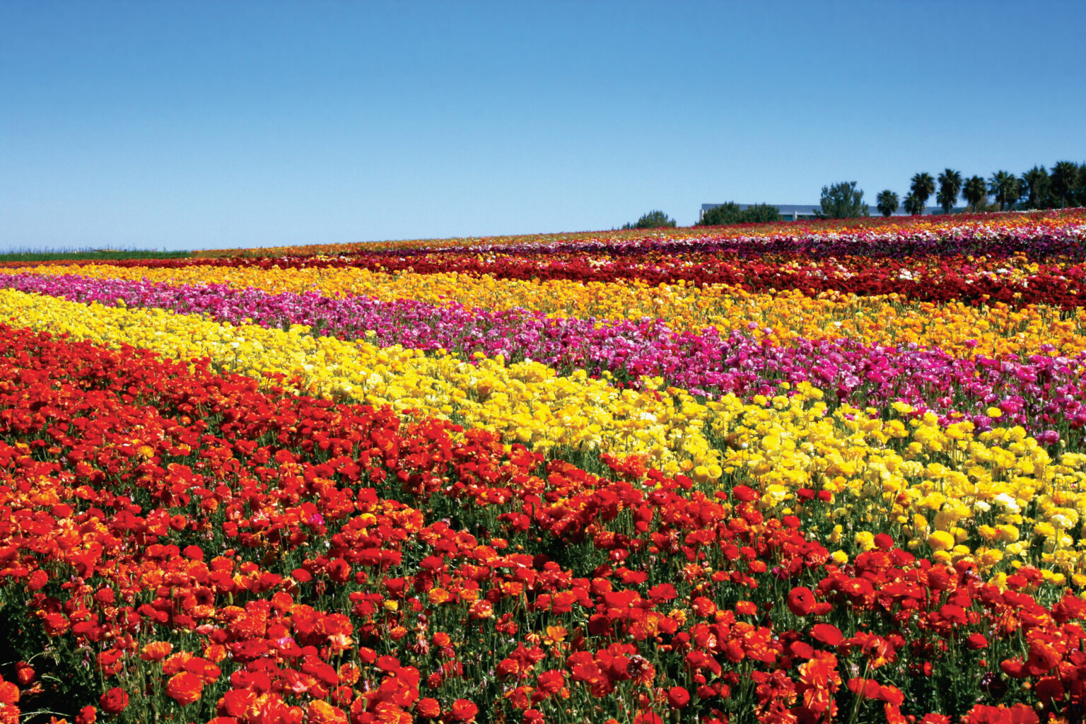 35+ Stunning Flower Fields You Can See Around The World