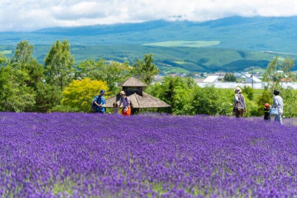 32 Gorgeous Lavender Fields You Should Add To Your Bucket List