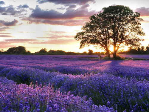 32 Gorgeous Lavender Fields You Should Add To Your Bucket List