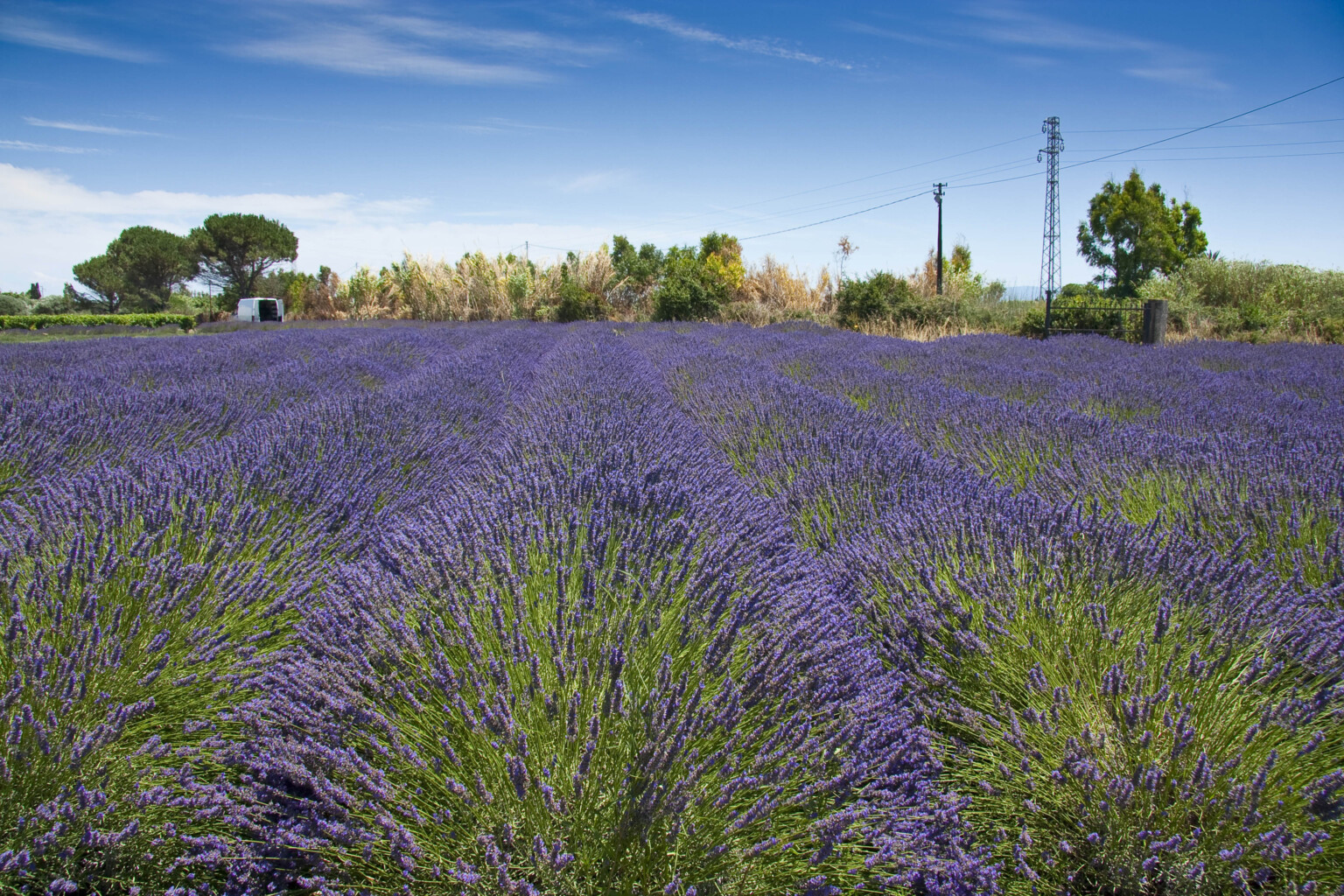 32 Gorgeous Lavender Fields You Should Add To Your Bucket List