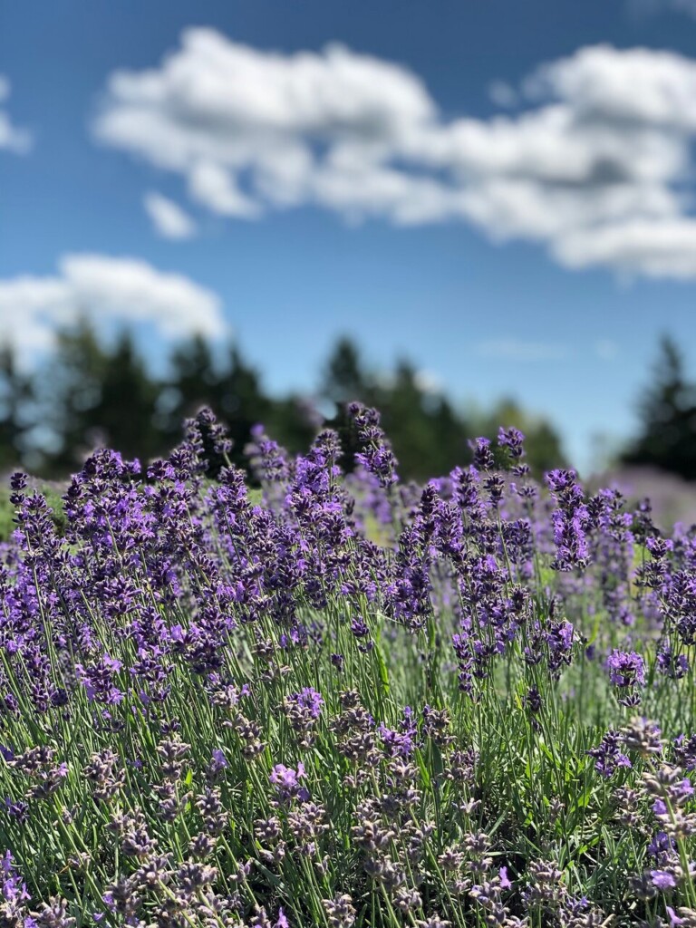 32 Gorgeous Lavender Fields You Should Add To Your Bucket List