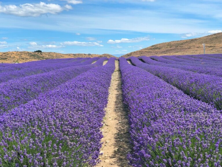 32 Gorgeous Lavender Fields You Should Add To Your Bucket List