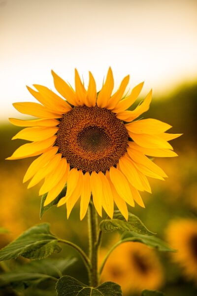 50+ Sunflower Wallpaper Backgrounds to Download Free For Your iPhone