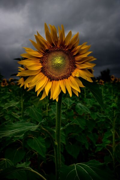 50+ Sunflower Wallpaper Backgrounds to Download Free For Your iPhone