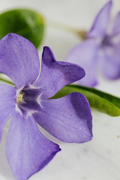 101+ Stunning Violet Wallpaper Backgrounds To Download Free