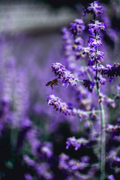 101+ Stunning Violet Wallpaper Backgrounds To Download Free