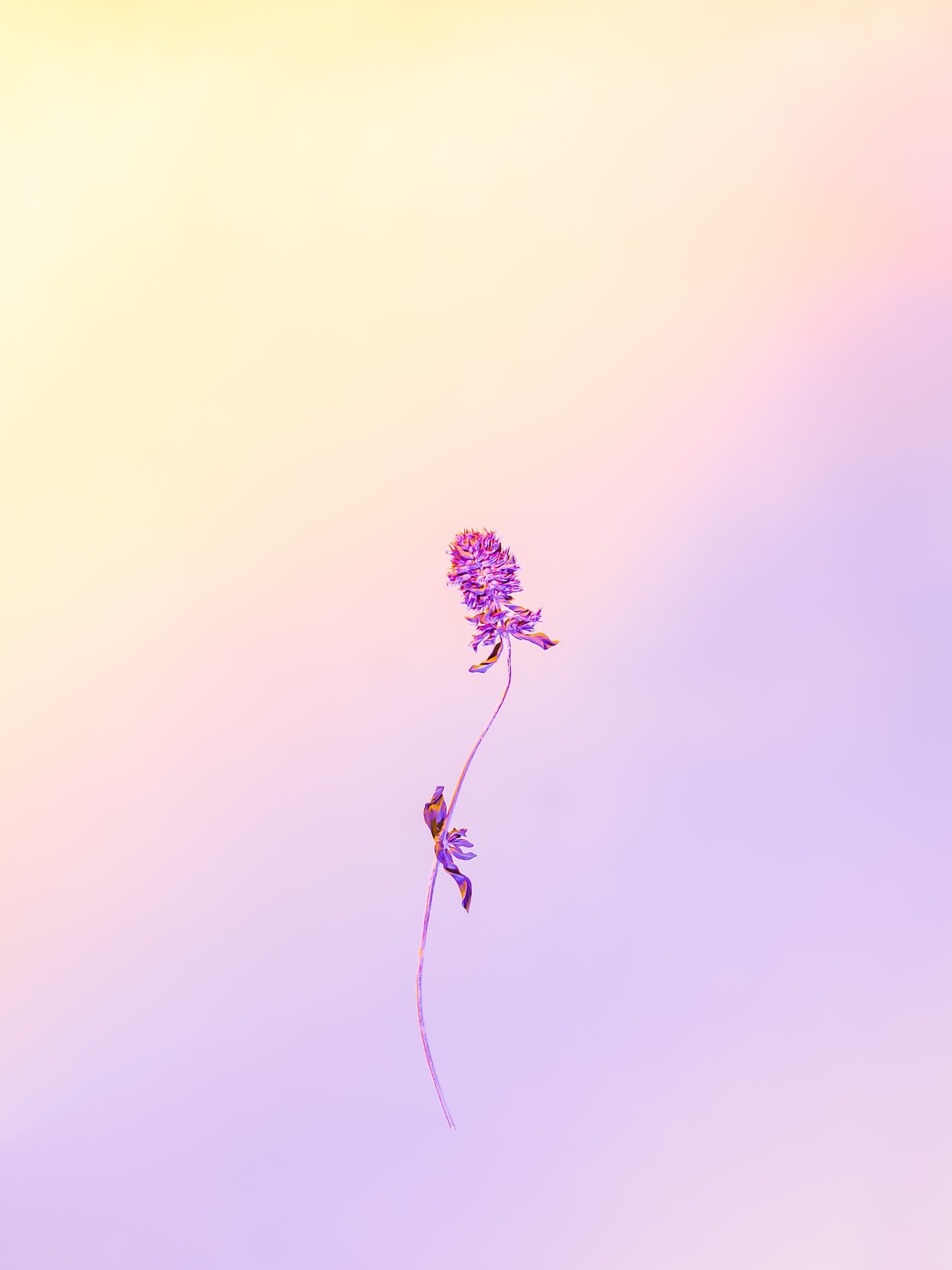 101+ Stunning Violet Wallpaper Backgrounds To Download Free