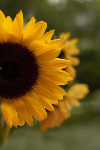 50+ Sunflower Wallpaper Backgrounds to Download Free For Your iPhone