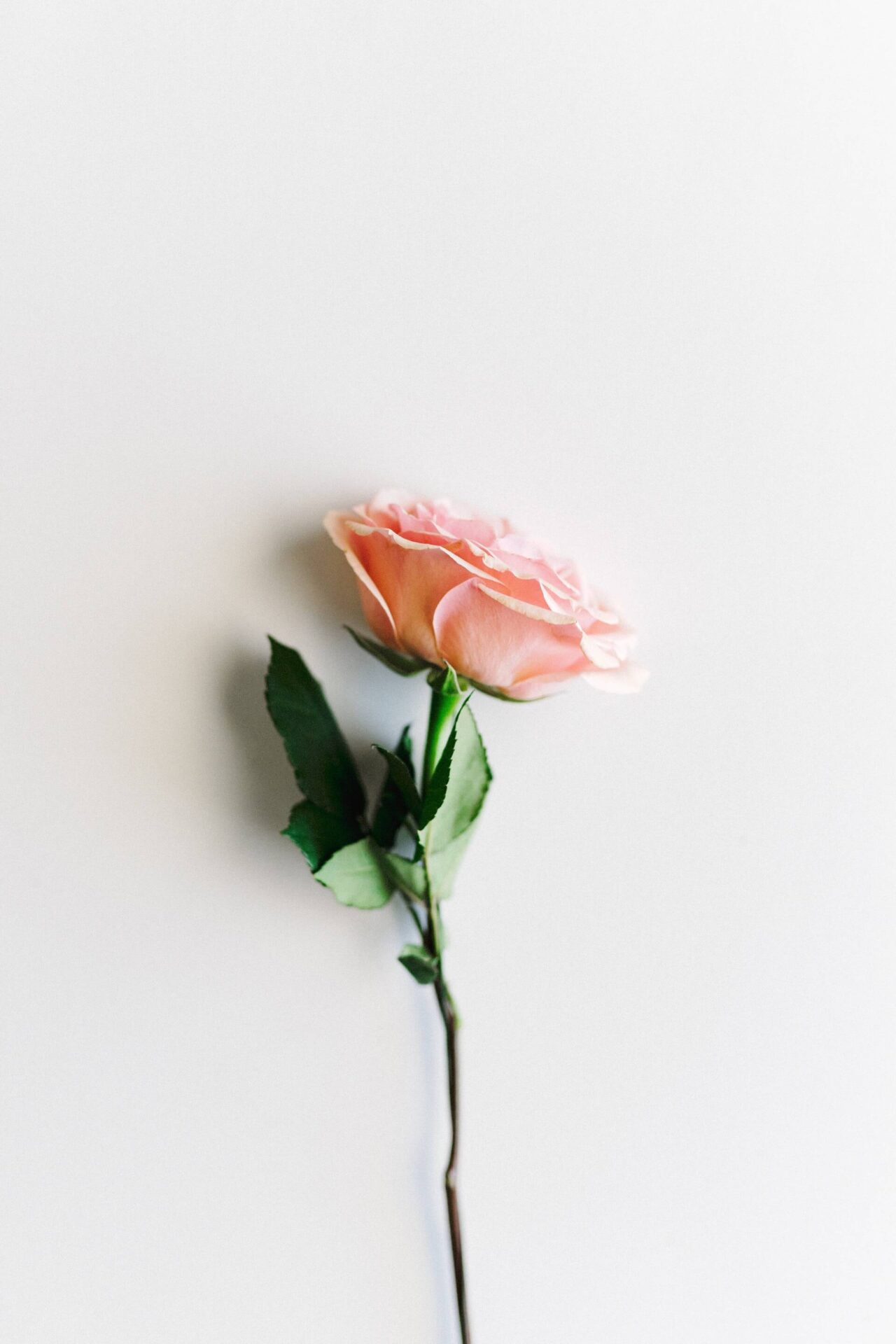 corey-oconnell-RW7nLtLRHro-unsplash